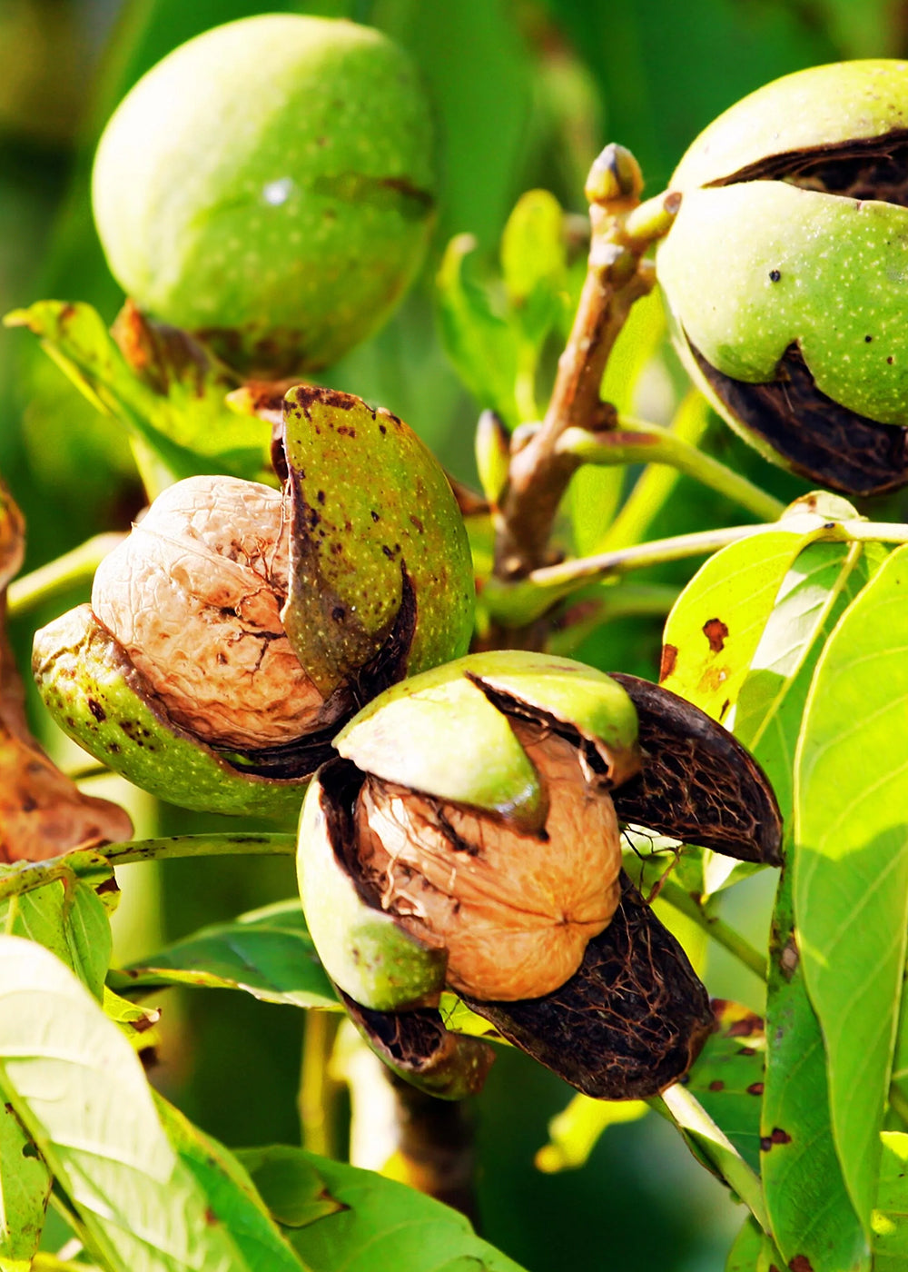 Pure Kashmiri Akhrot Giri: Nutrient Rich Walnuts - Pahadi Amrut