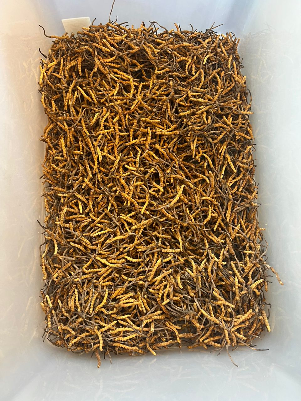 Pure Kishtwar Gucchi Kesar: Authentic Kashmiri Saffron - Pahadi Amrut